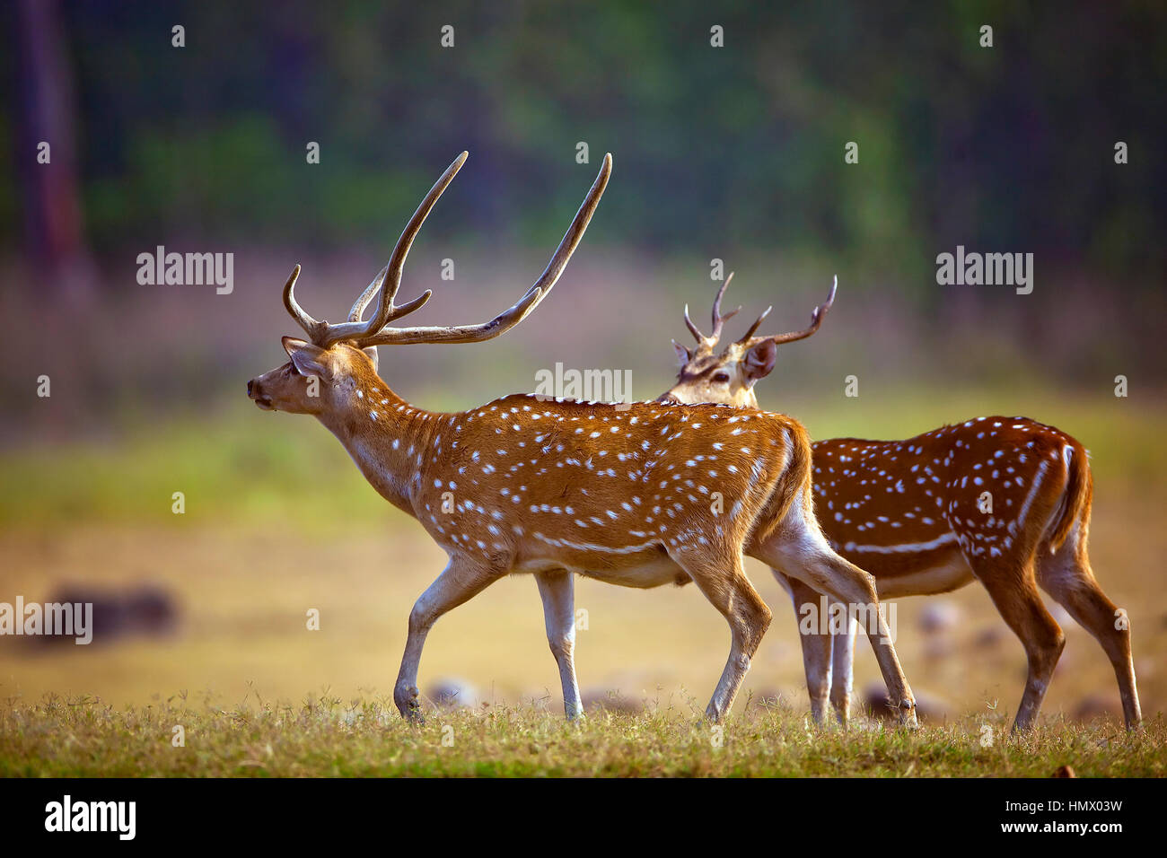 Wild Spotted deer,India Stock Photo - Alamy