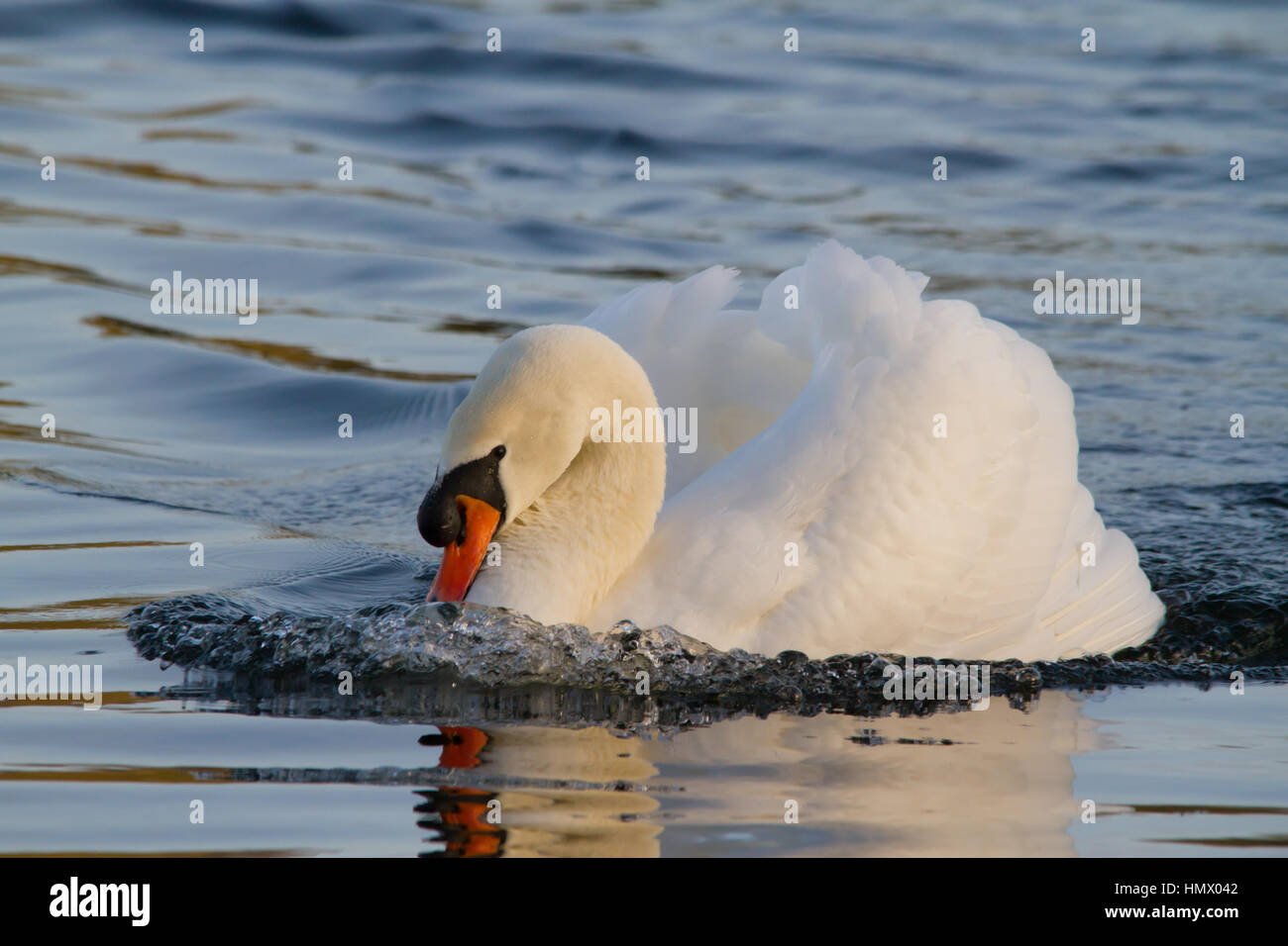 Cob (Male) Mute Swan (Cygnus olor Stock Photo - Alamy