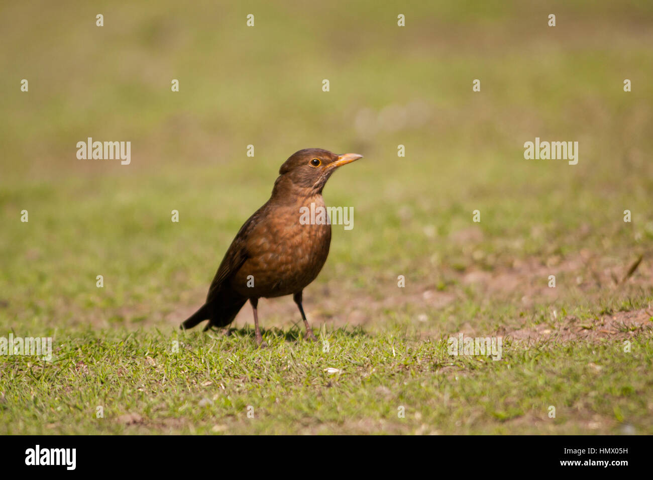 Turdus merula hen hi-res stock photography and images - Alamy