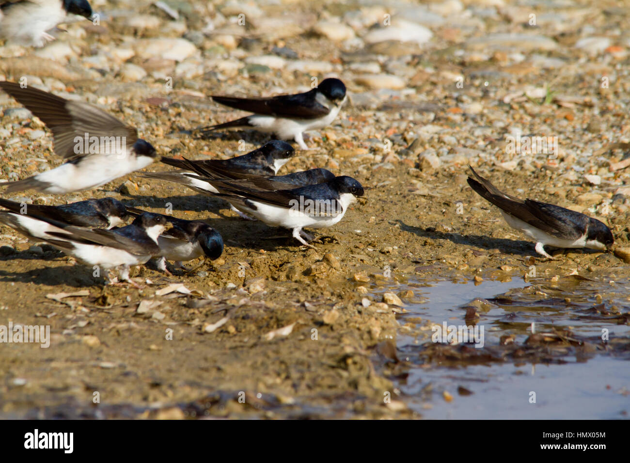 Common House Martin (Delichon urbicum), sometimes called the Northern ...