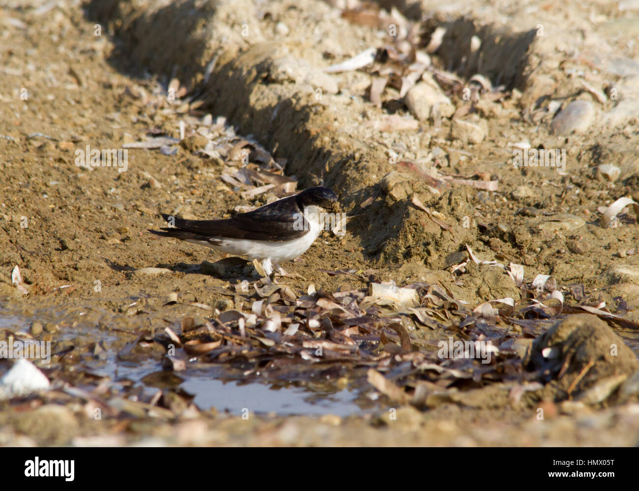 Sometimes called the northern house martin or common house martin hi ...