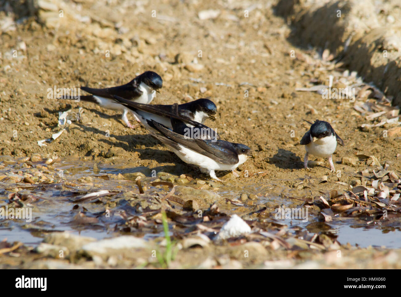 Common House Martin (Delichon urbicum), sometimes called the Northern ...