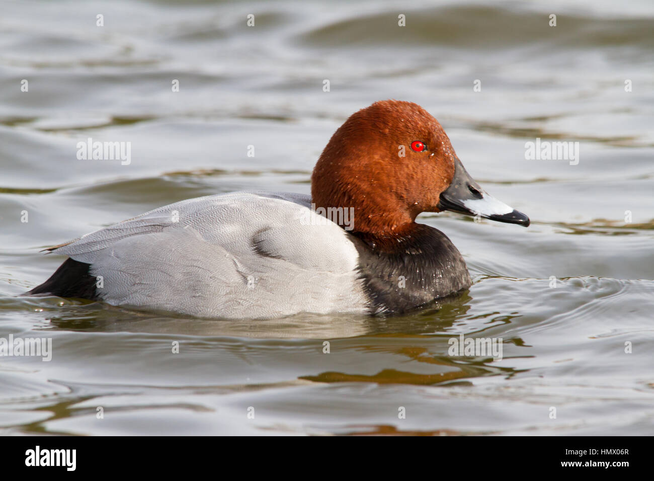 Common Pochard (Aythya ferina) swimming Stock Photo - Alamy