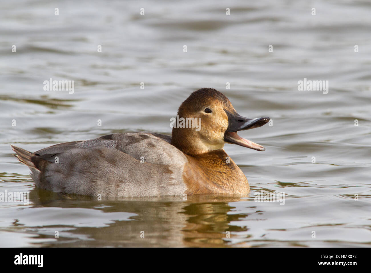 Female common pochard duck ferina hi-res stock photography and images ...