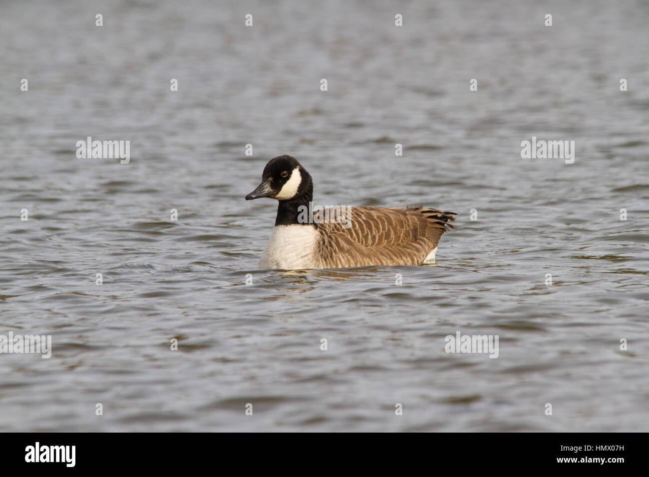 Goose paddling hi-res stock photography and images - Alamy
