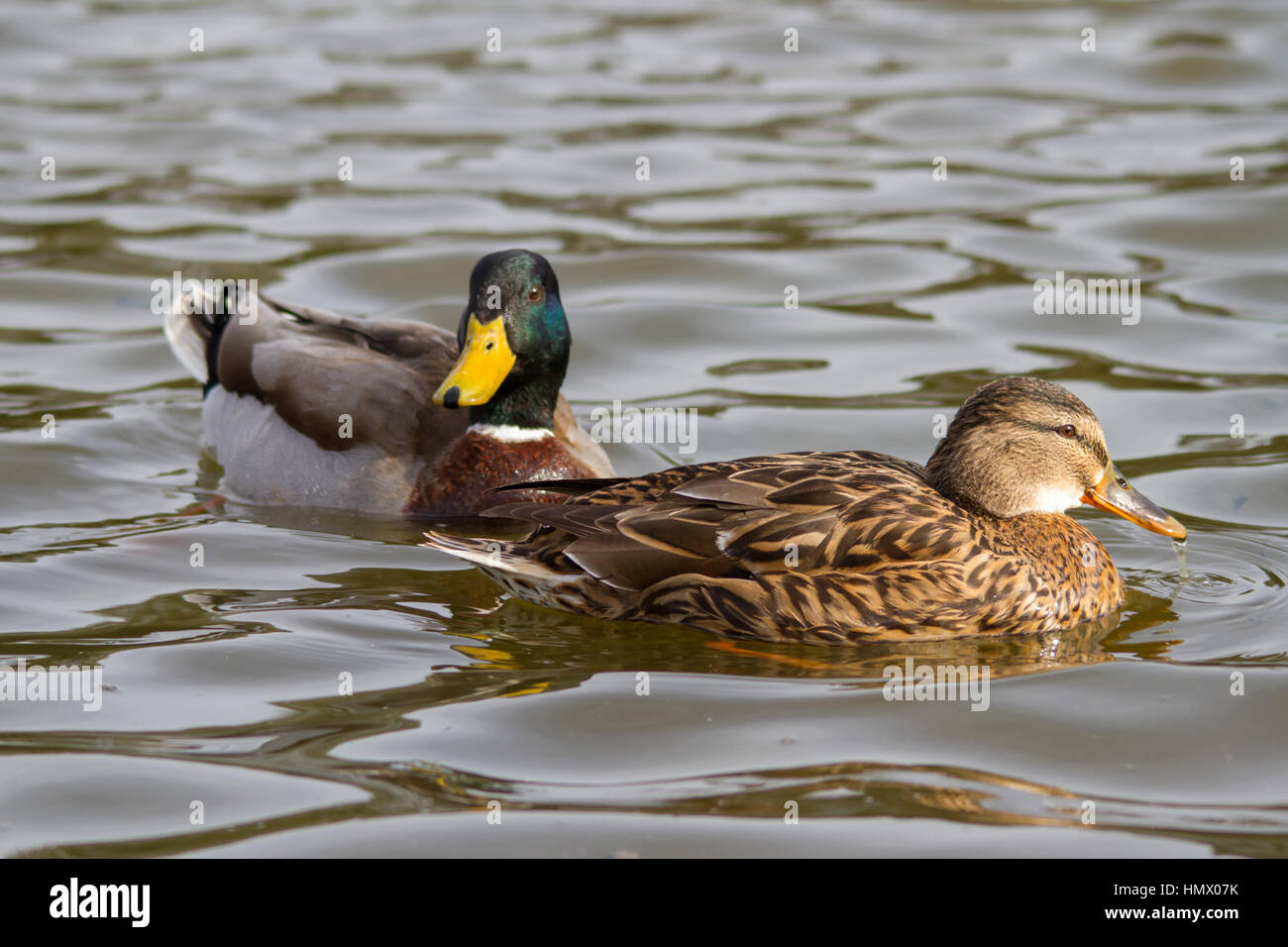 Pair of mallards swimming hi-res stock photography and images - Alamy