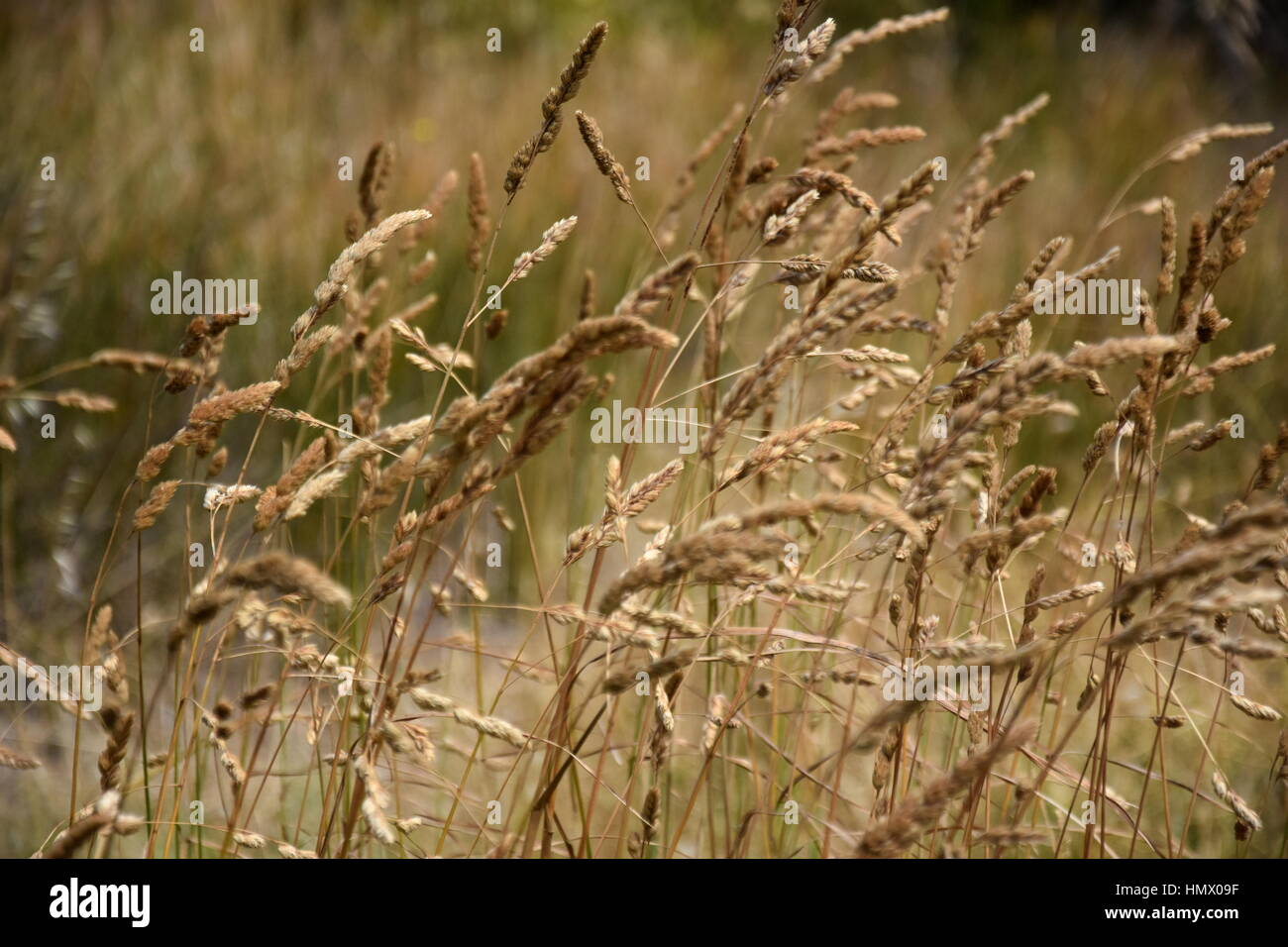 Ryegrass field on a sunny day. Ornamental garden grasses decorative ...