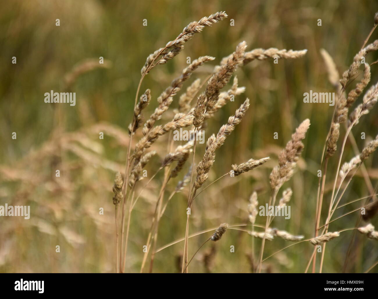 Ryegrass garden hi-res stock photography and images - Alamy