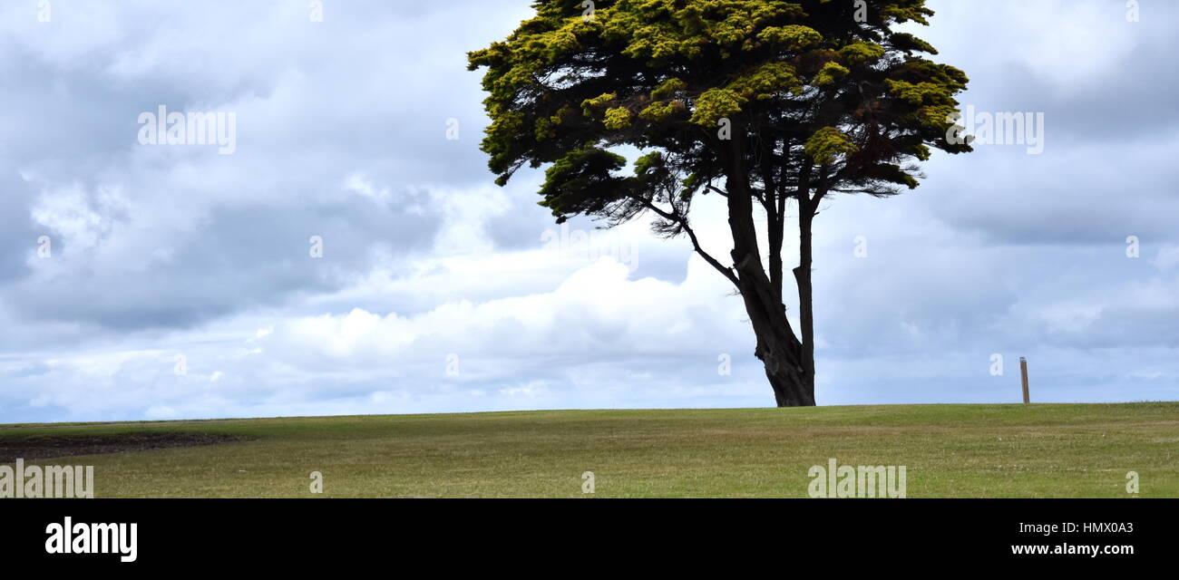 Single Tree Standing Alone with clouds and Grass Stock Photo - Alamy