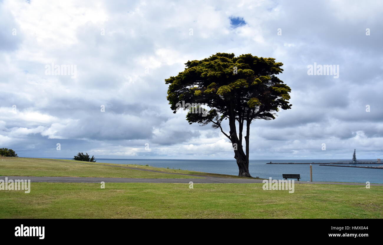 Big tree in the Vested Land Park. Portland Lee breakwater and harbour ...