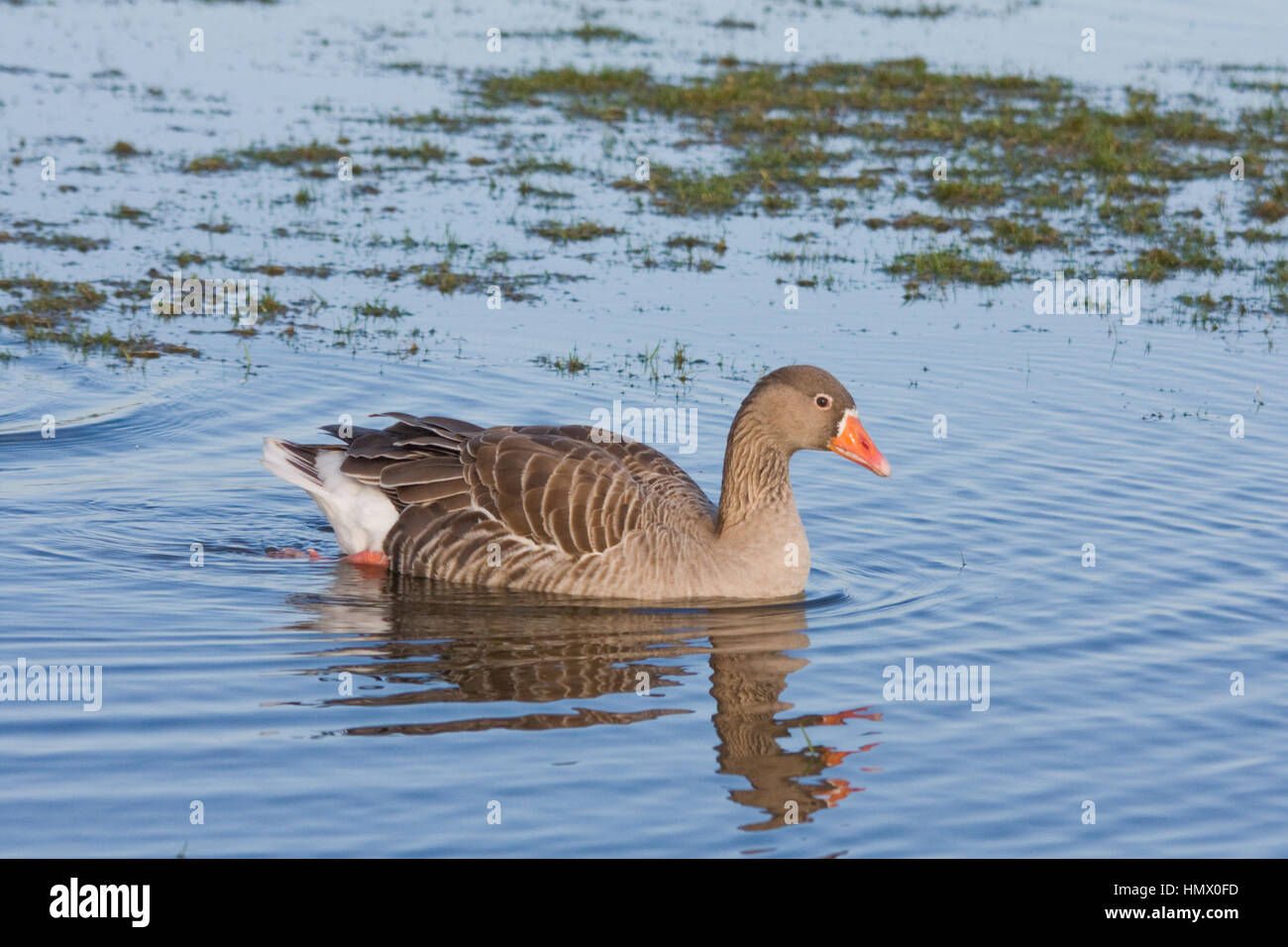Goose paddling hi-res stock photography and images - Alamy