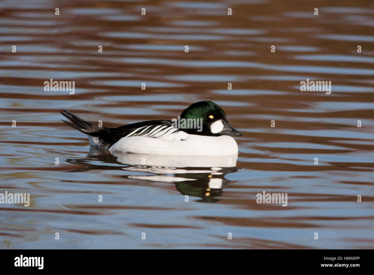 Male (Drake) Common Goldeneye (Bucephala clangula) swimming Stock Photo ...