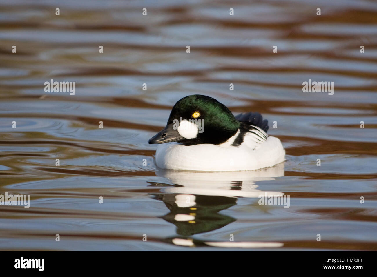 Male (Drake) Common Goldeneye (Bucephala clangula) swimming Stock Photo ...