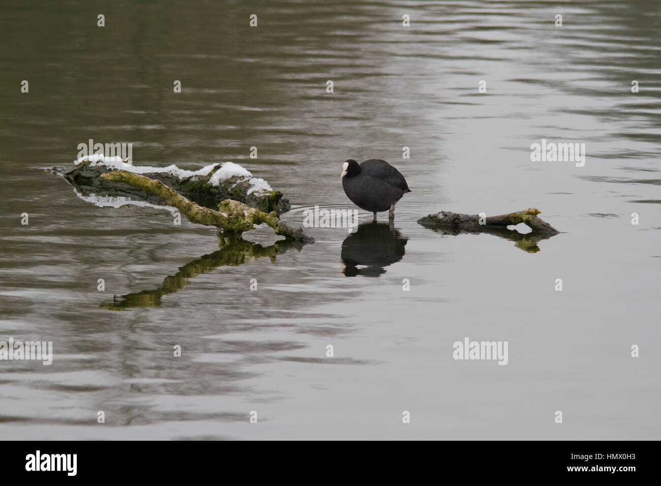 Eurasian coot birds on tree hi-res stock photography and images - Alamy