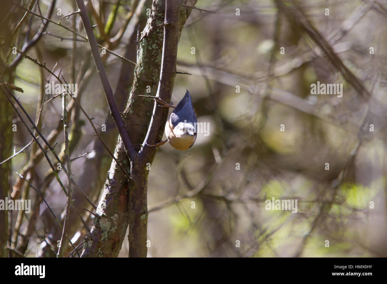 Eurasian Nuthatch or Wood Nuthatch (Sitta europaea) perched on a branch ...