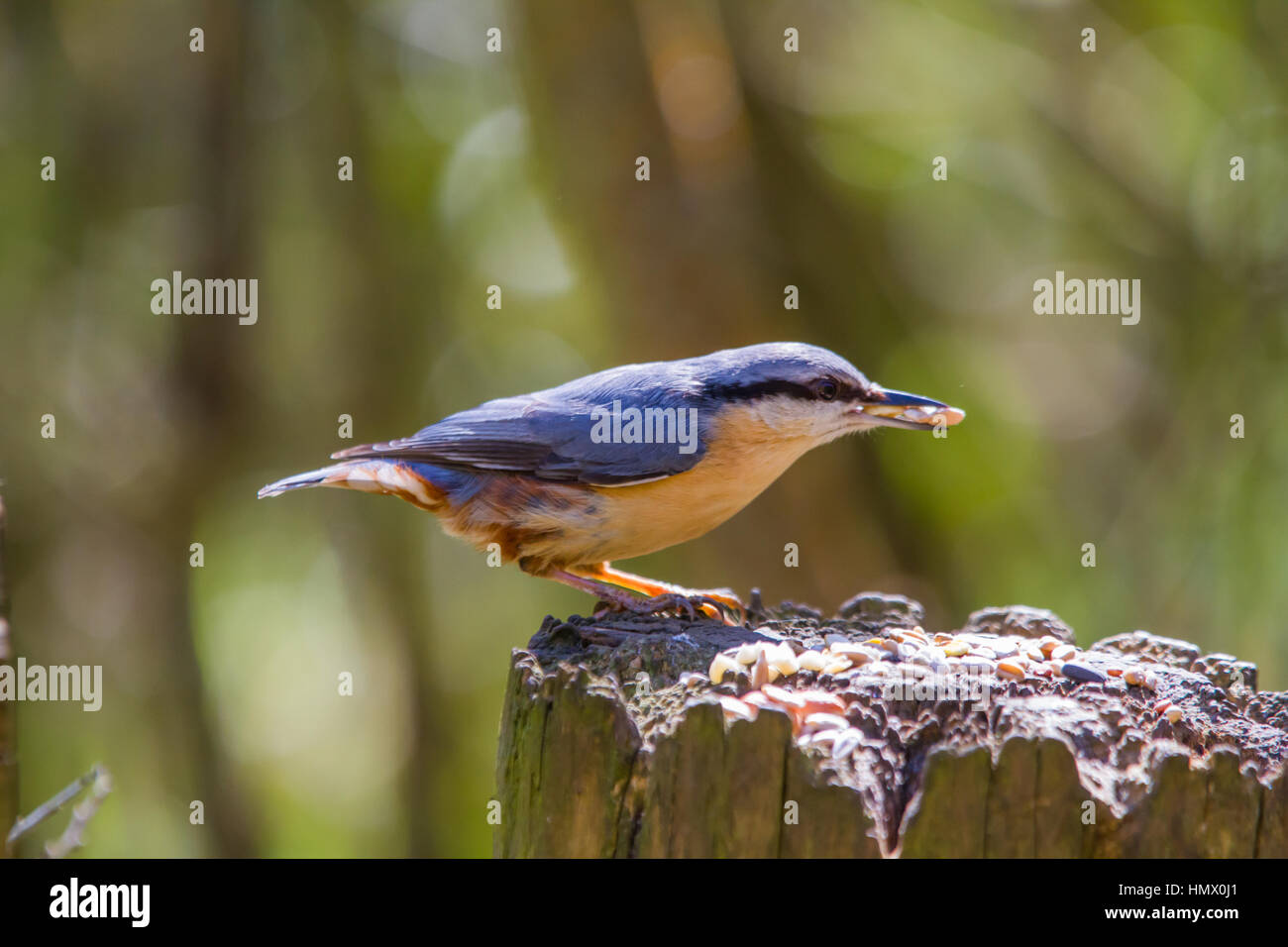Eurasian Nuthatch or Wood Nuthatch (Sitta europaea Stock Photo - Alamy