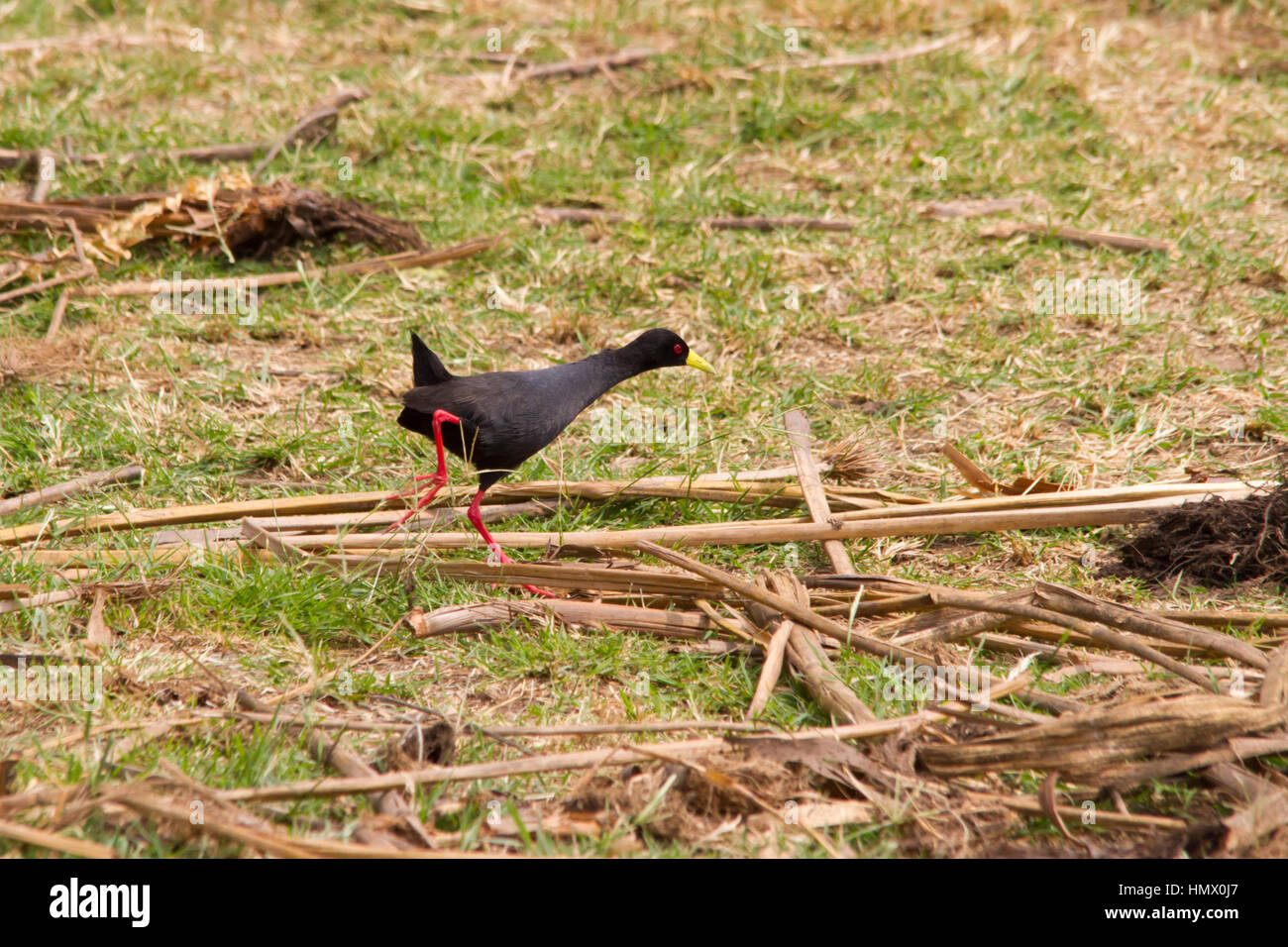 Crake feeding hi-res stock photography and images - Alamy