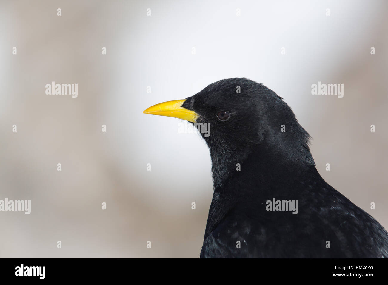 Side view portrait one alpine chough (Pyrrhocorax graculus Stock Photo ...