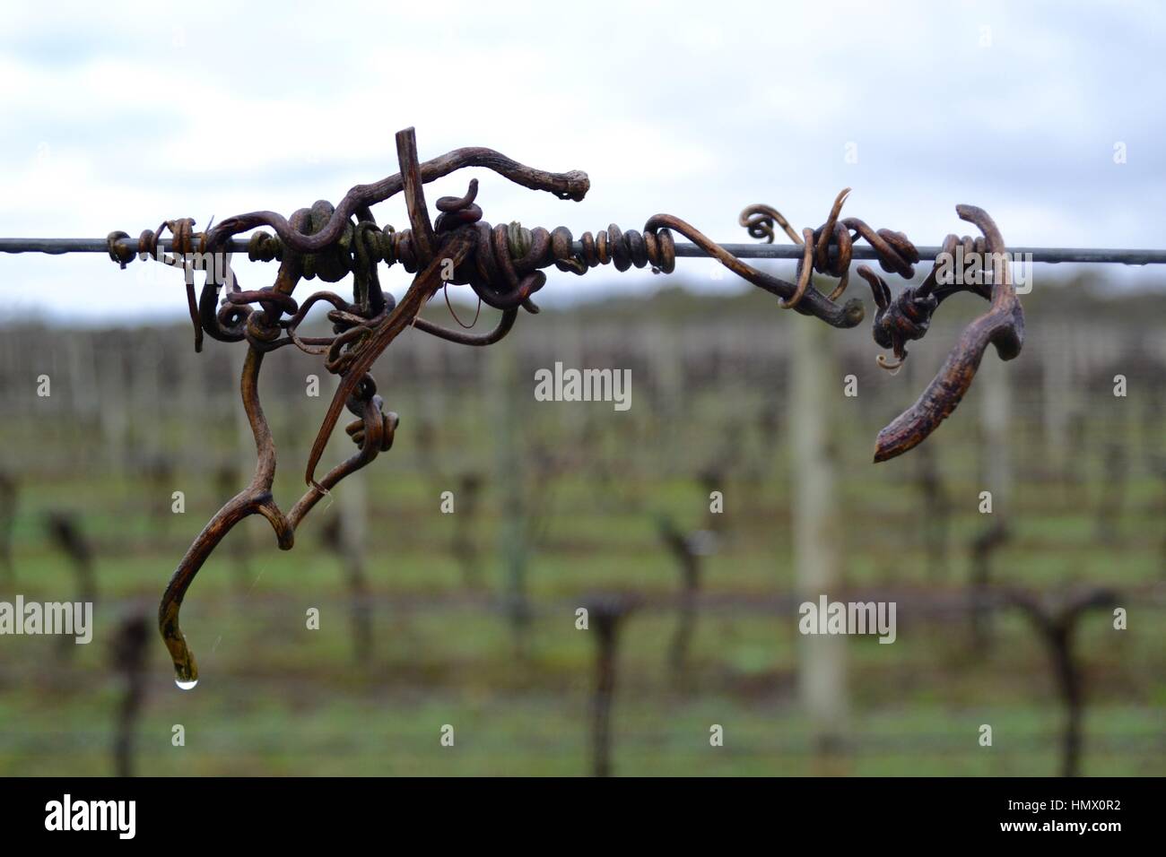 Dead tendrils on vineyard winery wires in the winter Stock Photo - Alamy