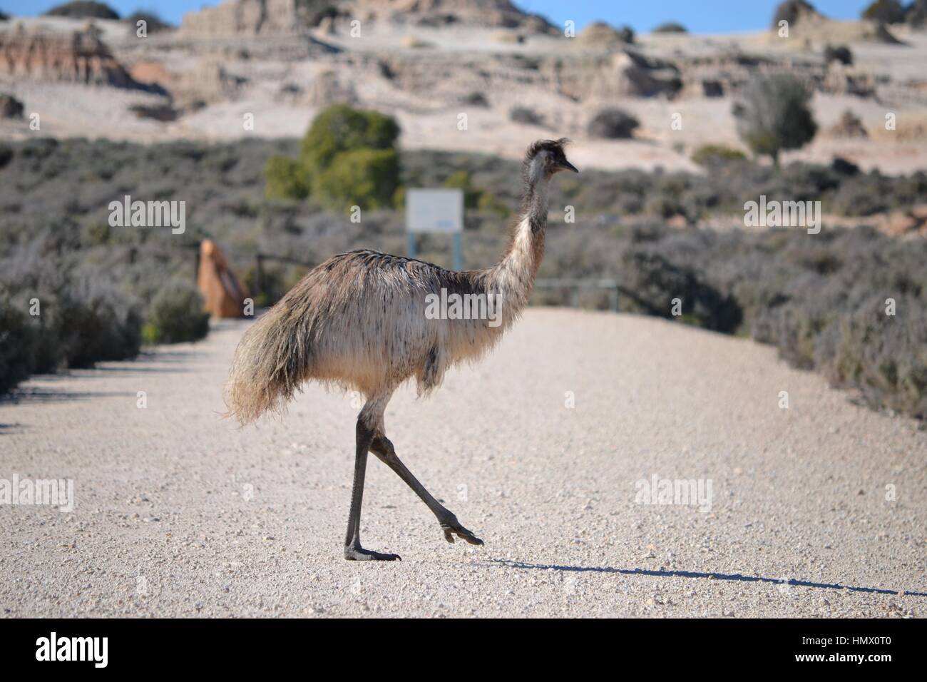 Lone emu crosses a dirt road in outback Australia with dunes and scrub ...