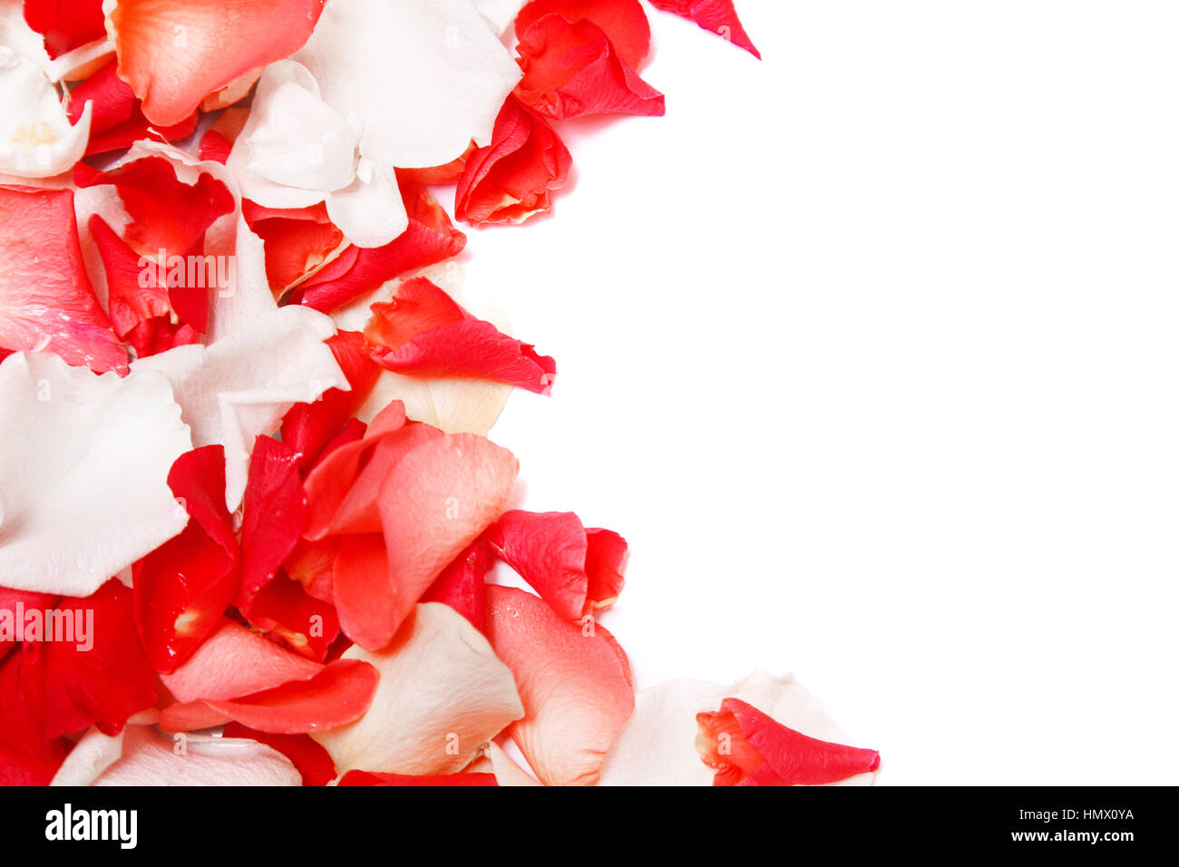 Pink and red rose petals on a white background Stock Photo - Alamy