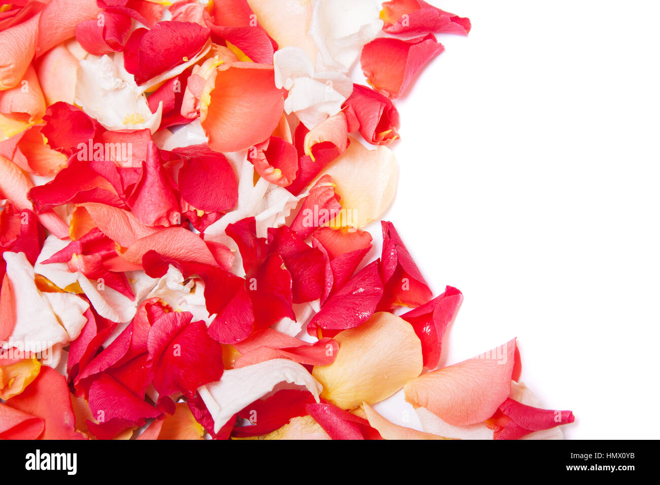 Pink and red rose petals on a white background Stock Photo - Alamy