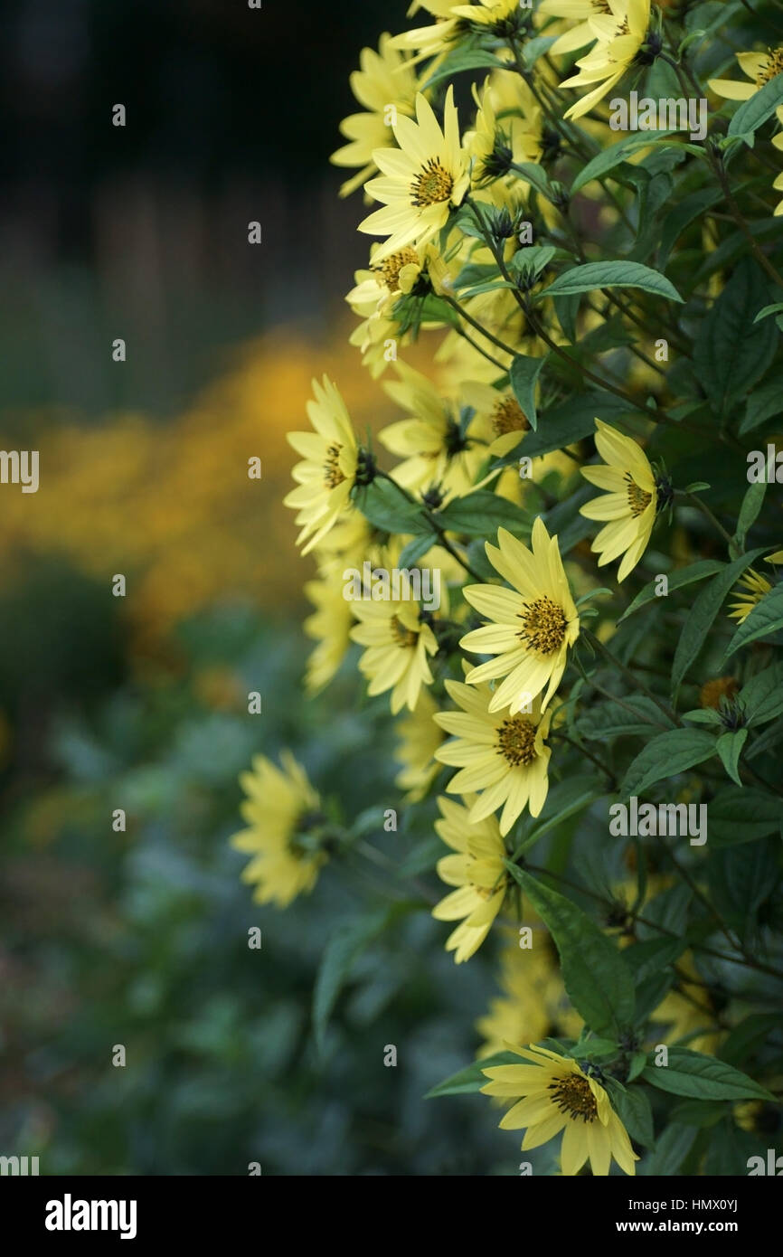 Helianthus lemon queen hi-res stock photography and images - Alamy