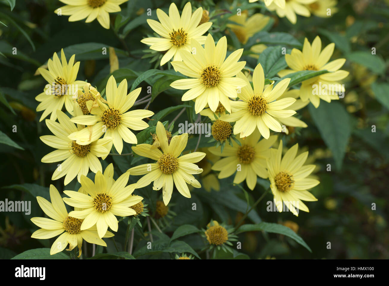 Helianthus lemon queen hi-res stock photography and images - Alamy