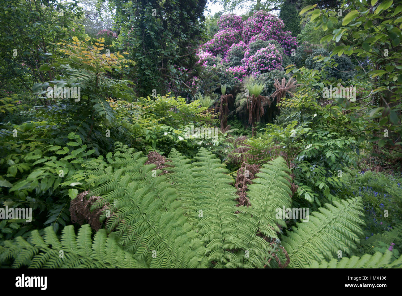 Heligan gardens hi-res stock photography and images - Alamy