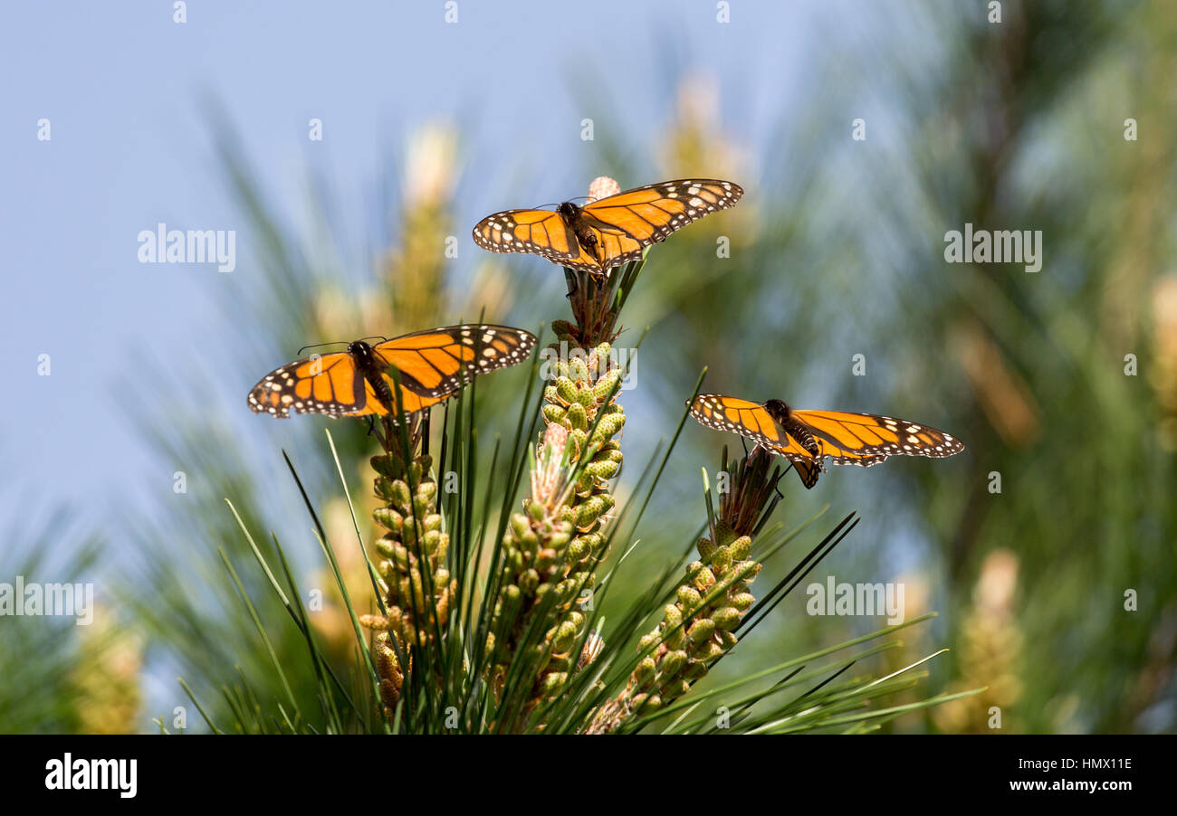 Monarch Butterflies Perched on Monterey Cypress Tree. Monarch Butterfly ...