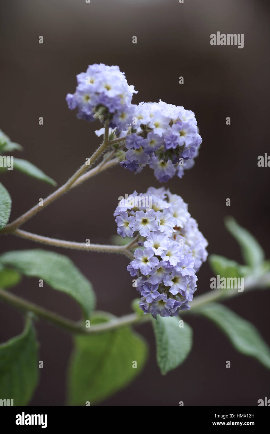 Heliotrope in the garden hi-res stock photography and images - Alamy