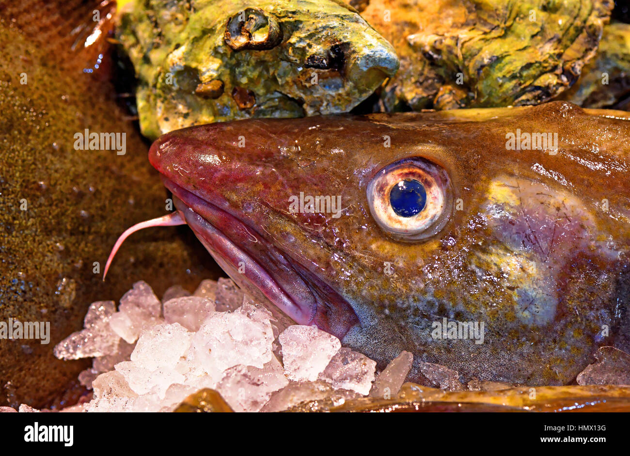 Fresh caught North Sea cod fish at North Shields Stock Photo - Alamy