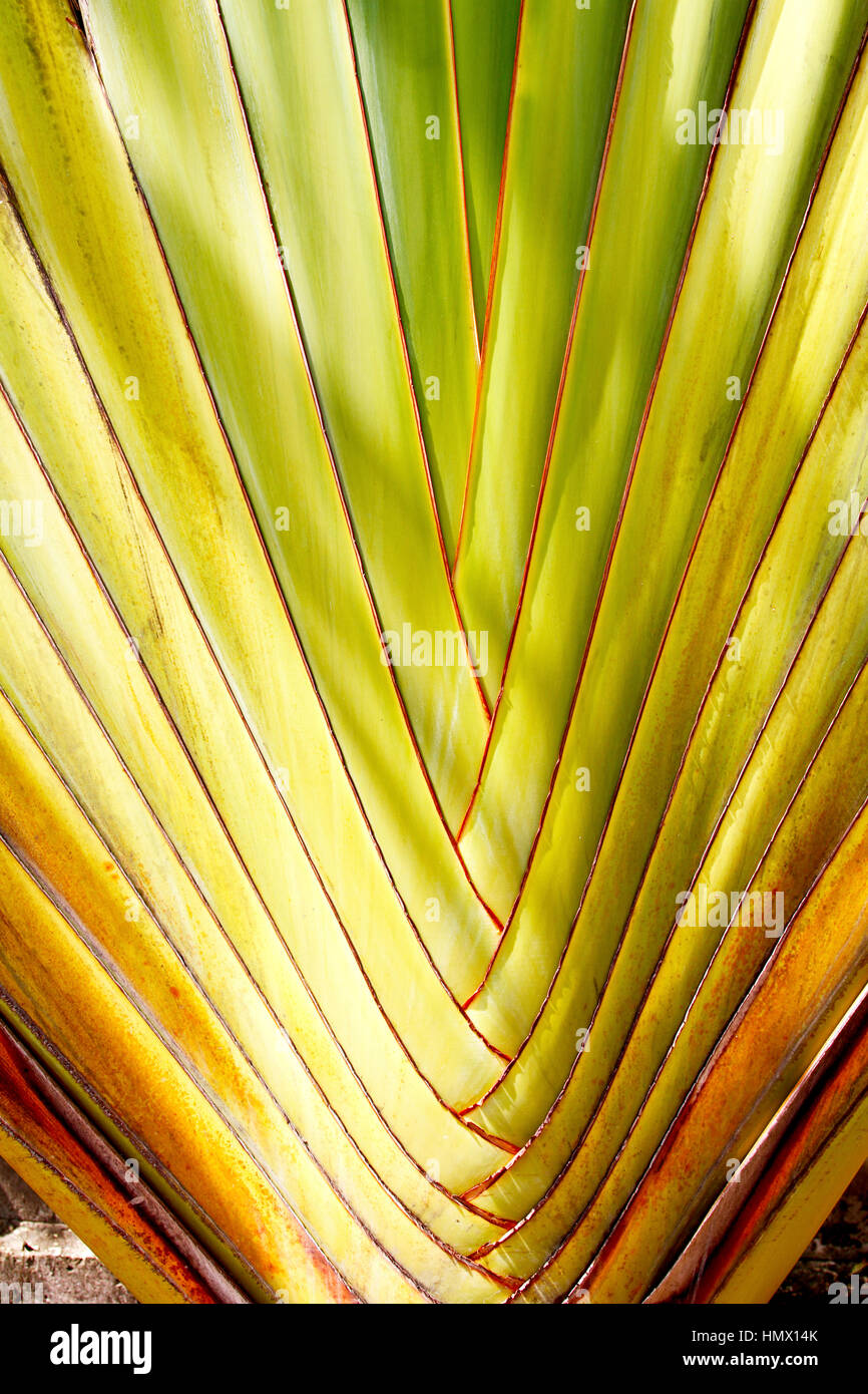 Pattern of leaf Stock Photo - Alamy