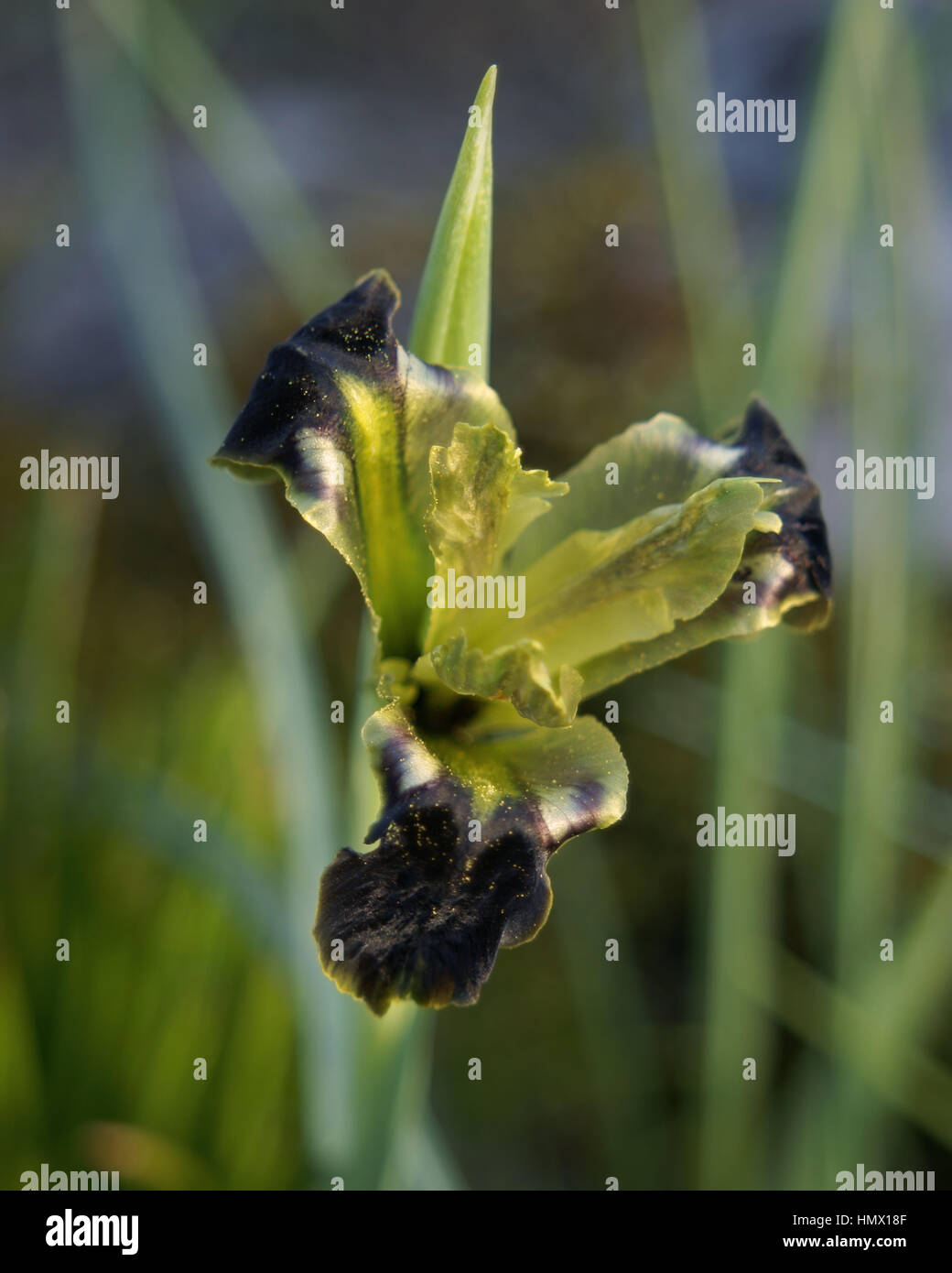 Iris tuberosus hi-res stock photography and images - Alamy