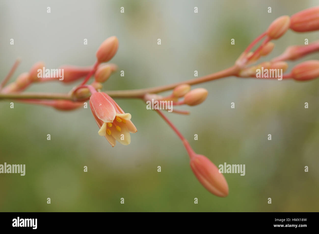 Hesperaloe parviflora hi-res stock photography and images - Alamy