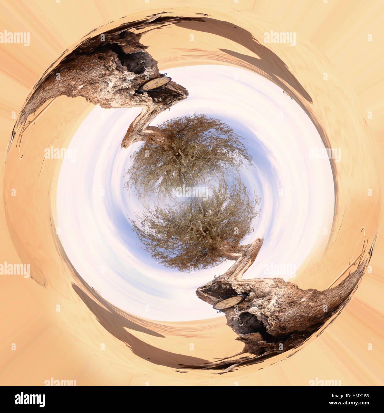 Fish Eye View of Desert and Trees Stock Photo - Alamy