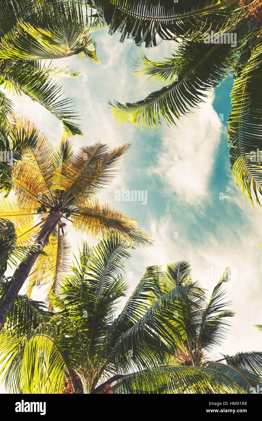 Palm Trees Background Vertical