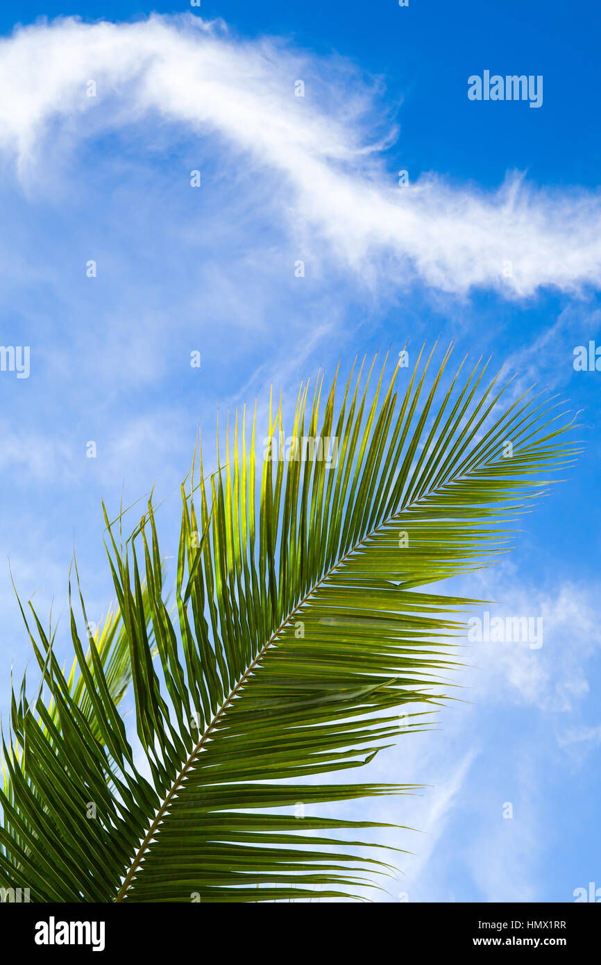 Coconut palm tree leaf over blue cloudy sky background Stock Photo - Alamy