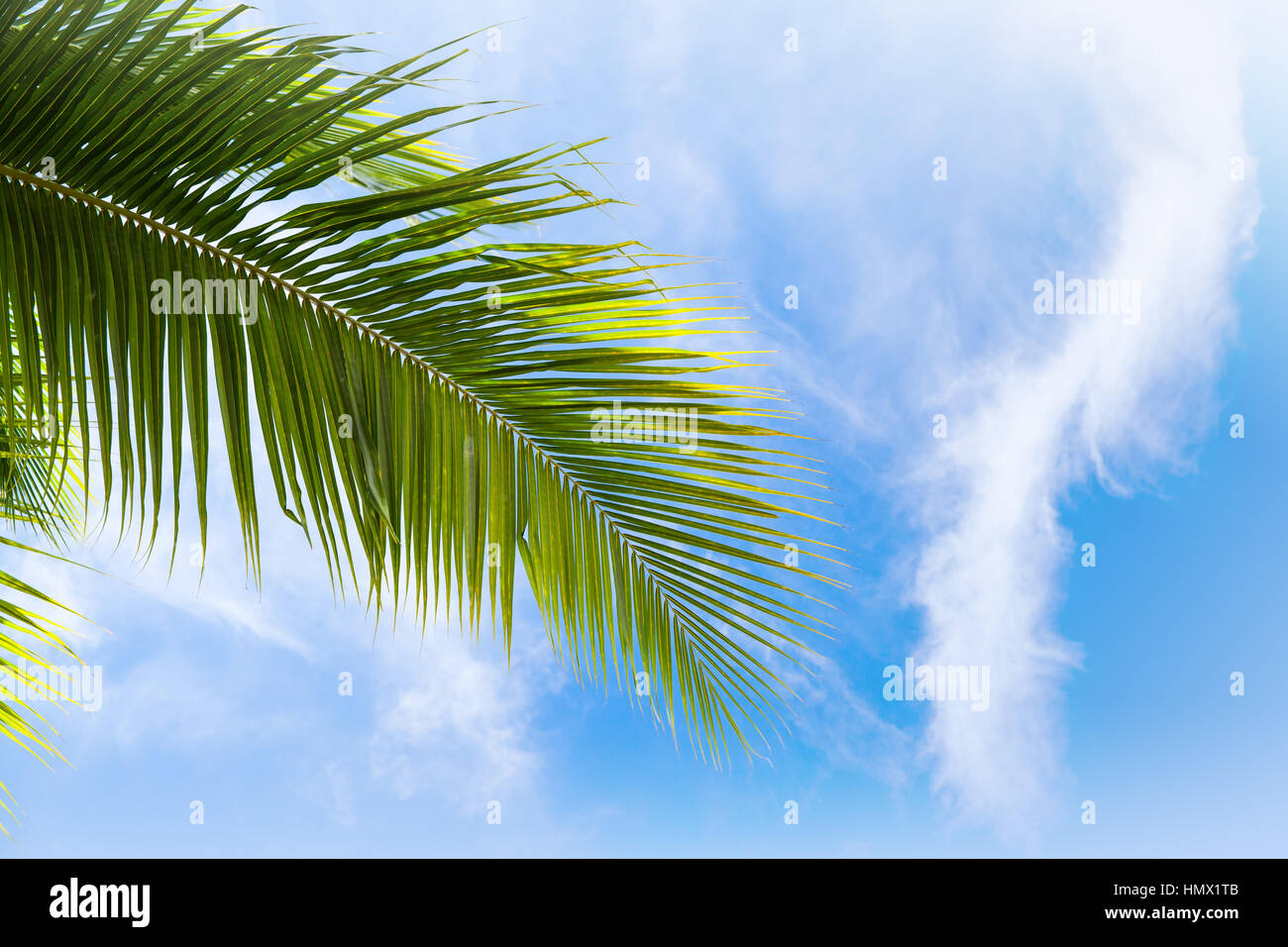 Coconut palm tree leaf over blue cloudy sky background Stock Photo - Alamy