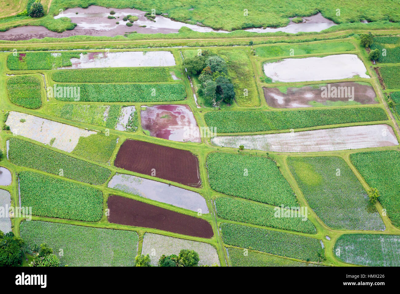 Taro field taro fields hi-res stock photography and images - Alamy