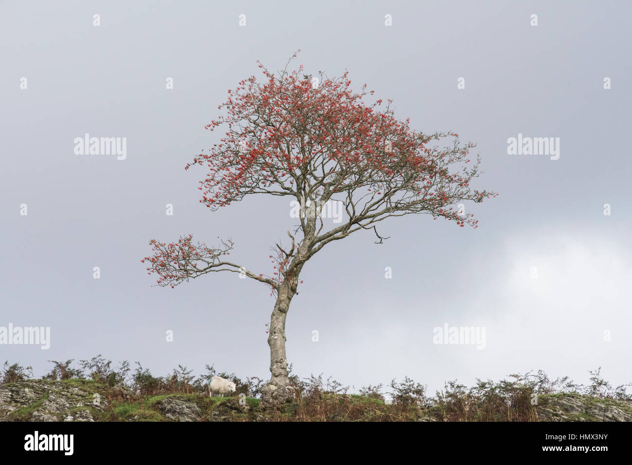 Species sorbus aucuparia hi-res stock photography and images - Alamy