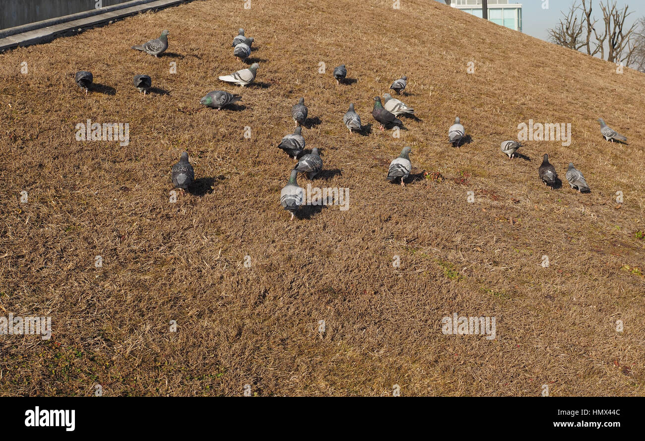 domestic pigeons birds animals in a meadow Stock Photo - Alamy
