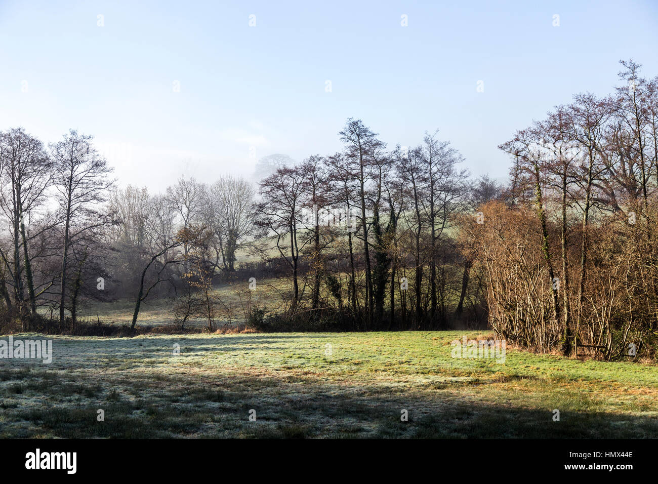 river flood plain lined with native trees in Devon on a frosty morning ...