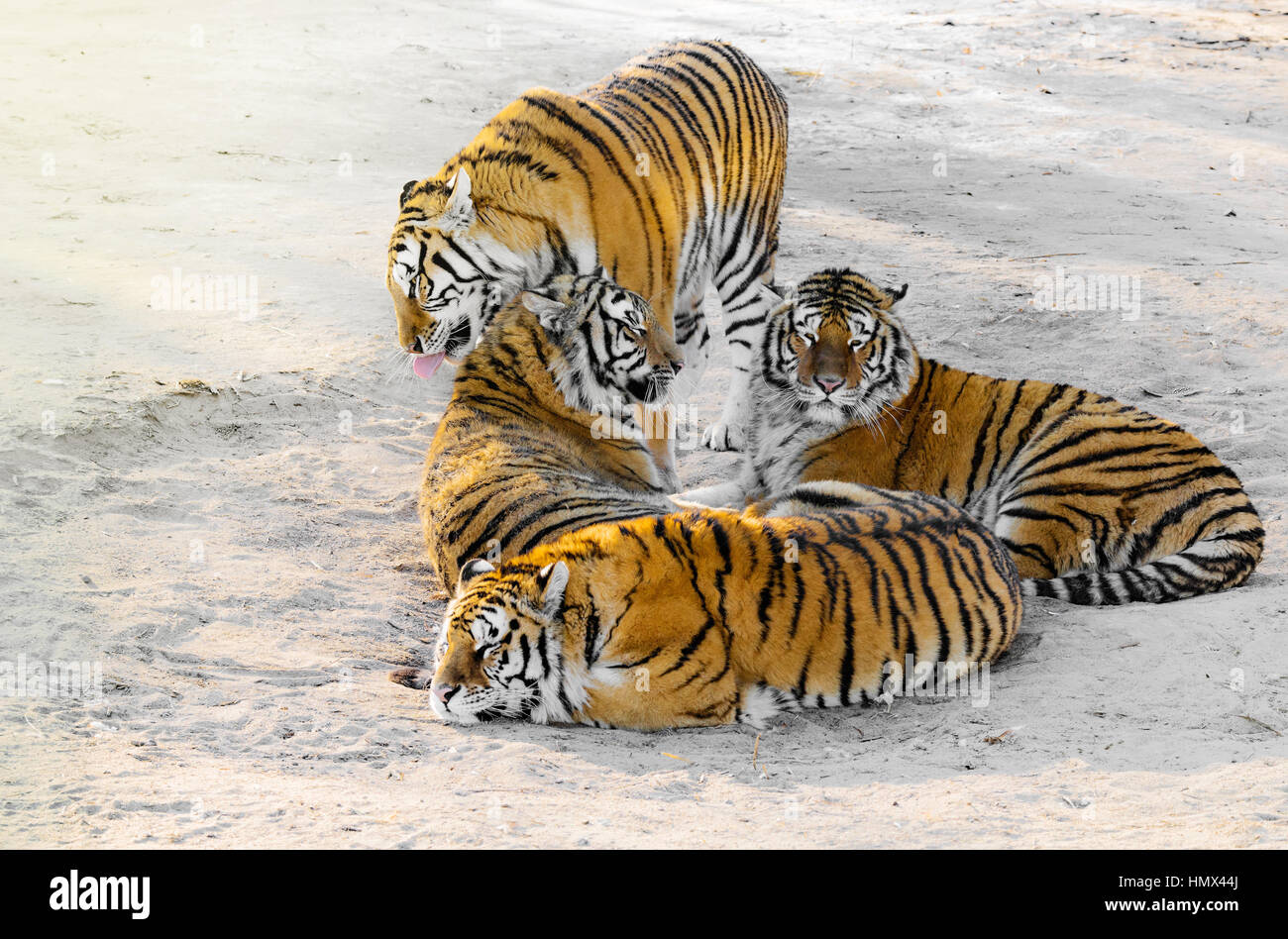 Tigers on the road Stock Photo - Alamy