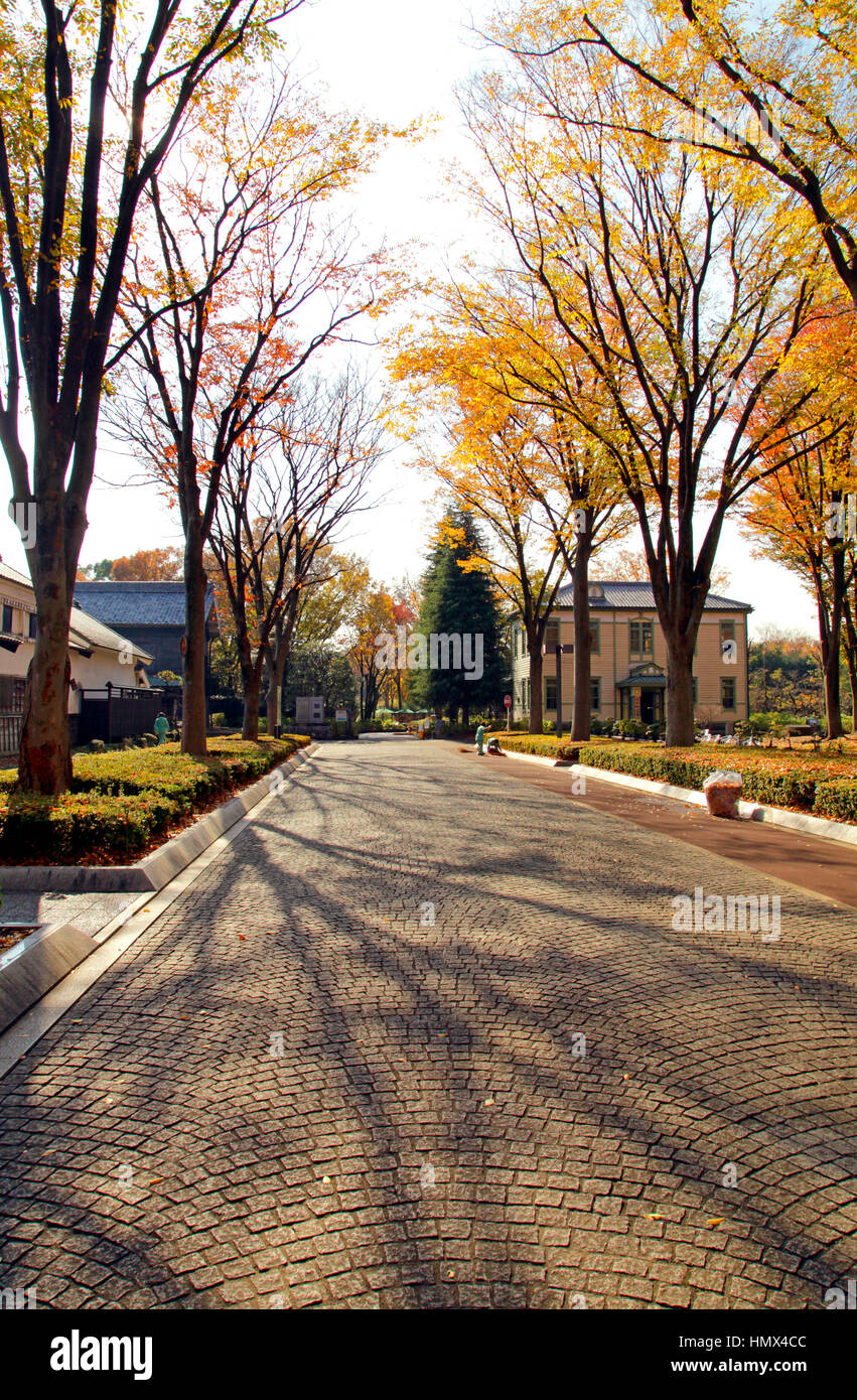Avenue of Japanese Elm Trees at Open-air Folk Museum Fuchu Tokyo Japan ...