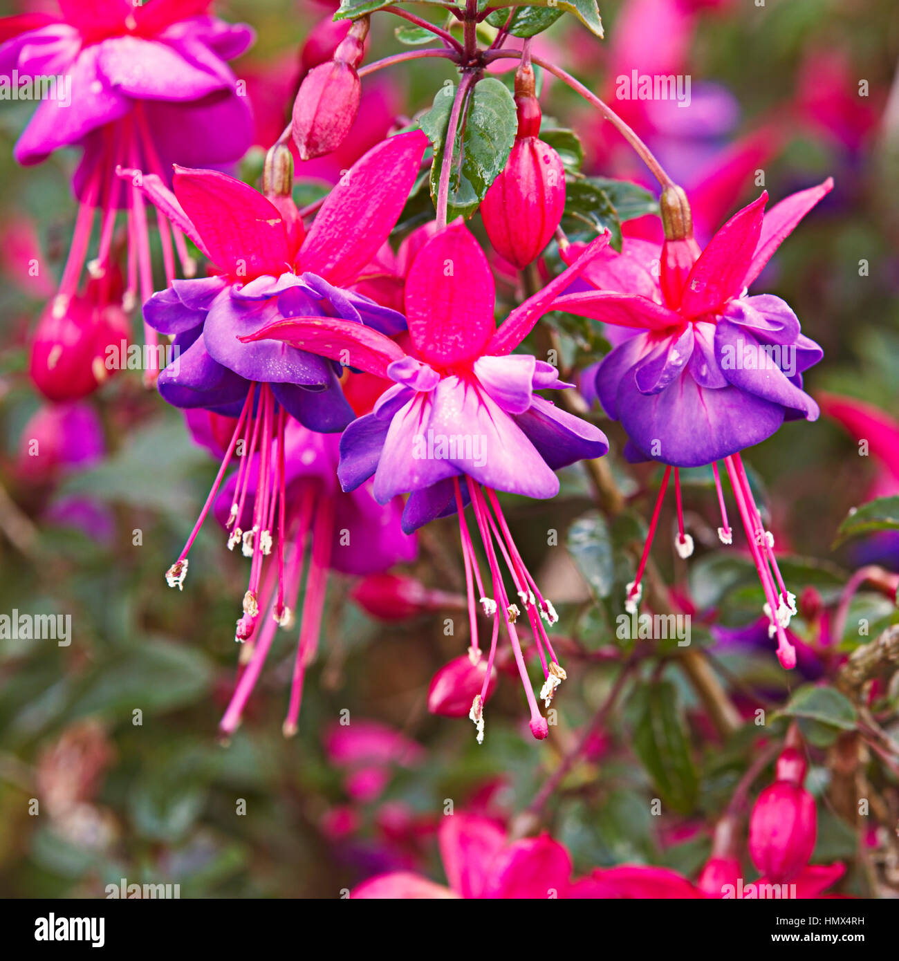 Fuschia Pink