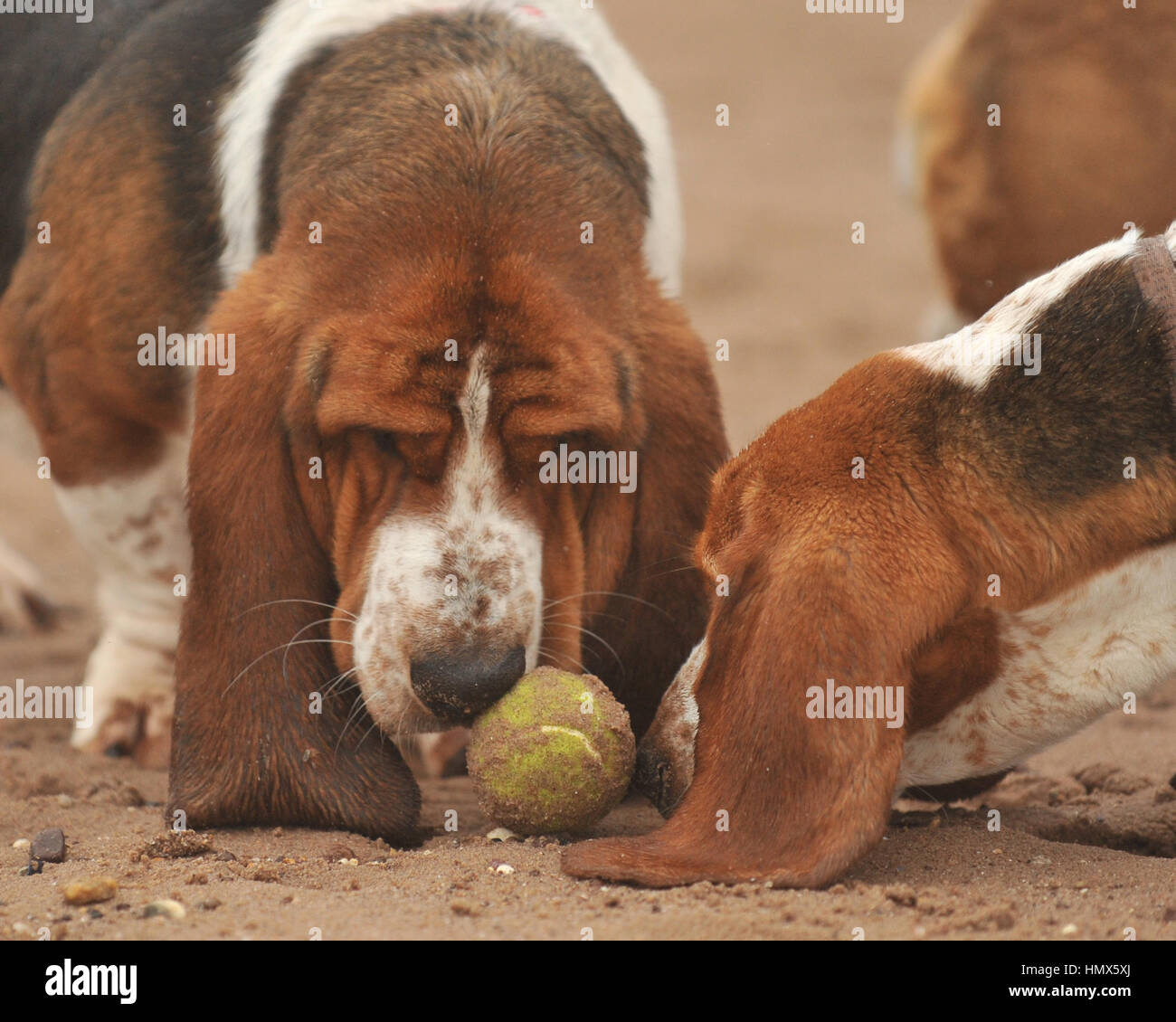 bassets playing with a ball on the beach Stock Photo - Alamy