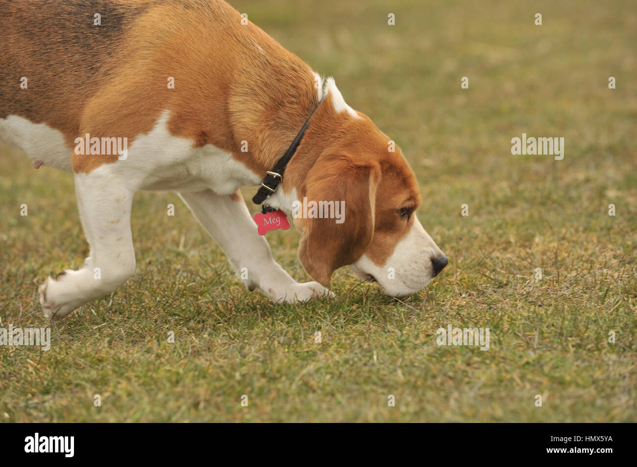 Beagle Working High Resolution Stock Photography and Images - Alamy