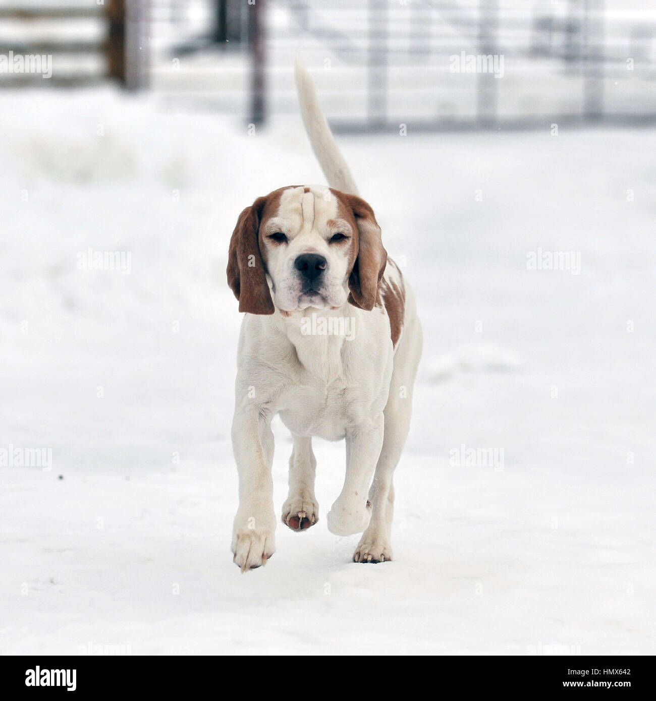 beagle in snow Stock Photo - Alamy
