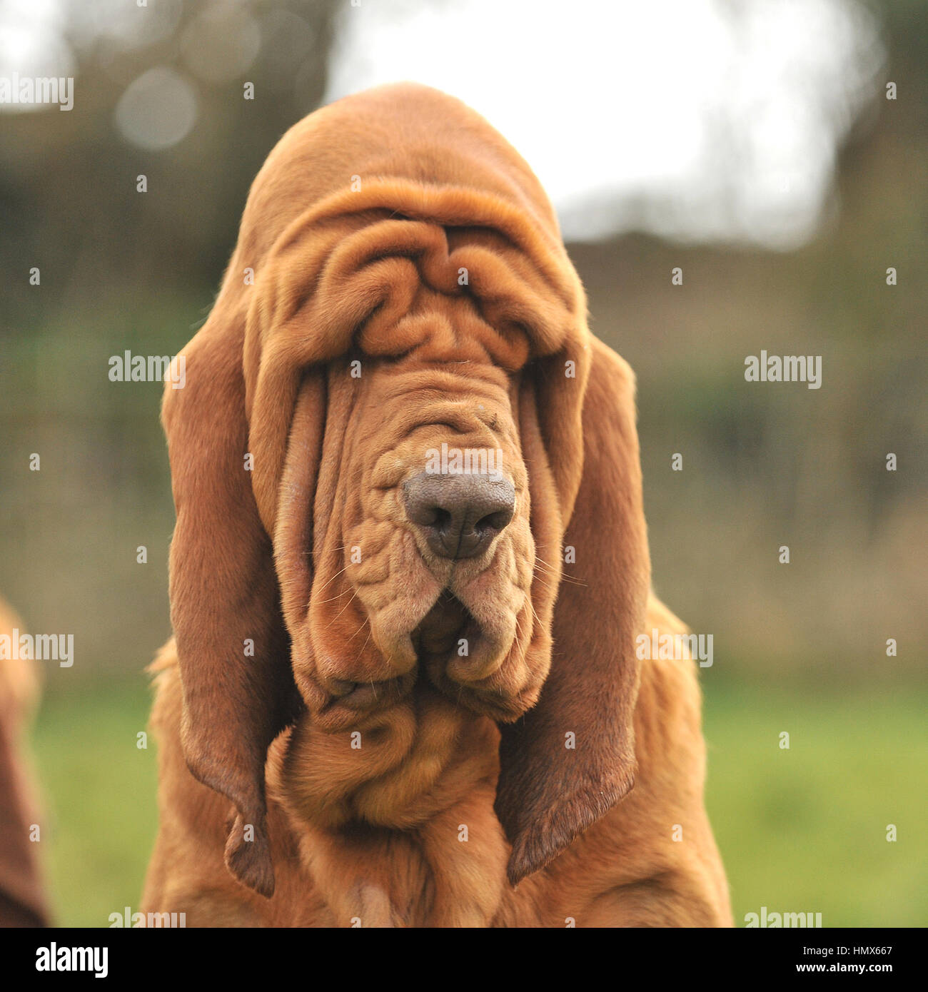 Bloodhound Head High Resolution Stock Photography and Images - Alamy